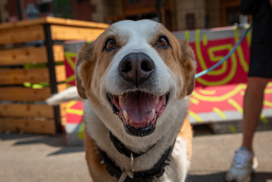 National Dog and Puppy Day at Rocky Mountain Icehouse - Edmonton Downtown