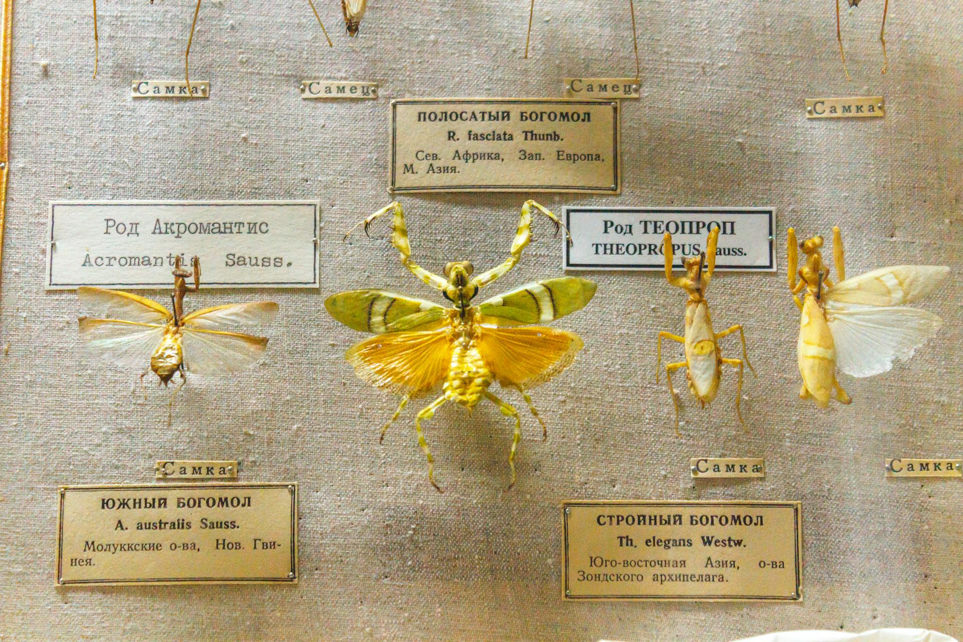 Insect Pinning Workshop - Edmonton Downtown